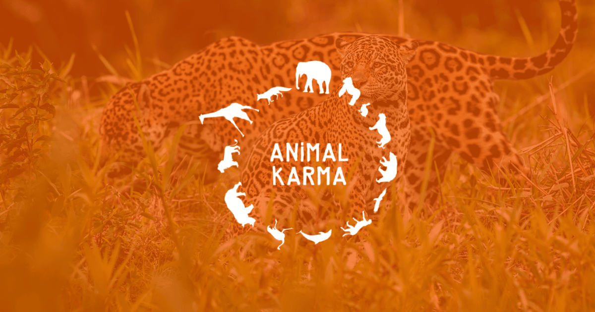 Nosotros - Animal Karma